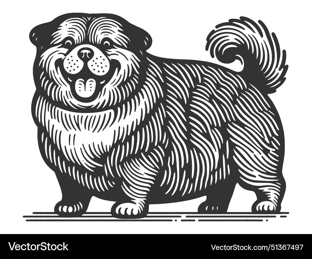Fluffy dog engraving sketch Royalty Free Vector Image