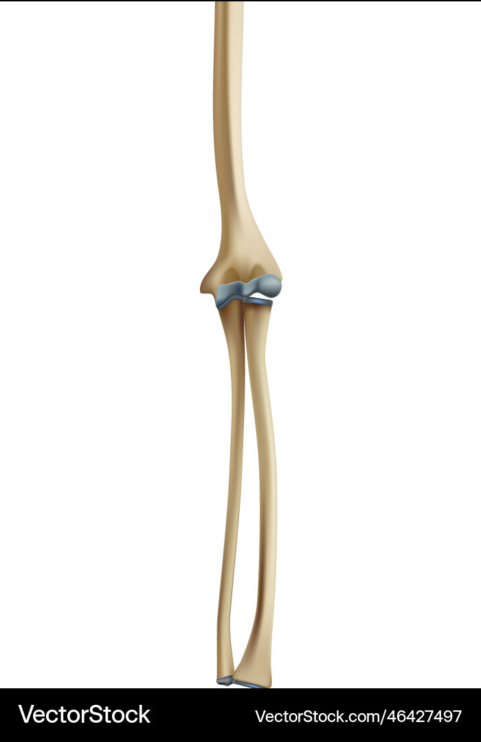 Realistic arm bones Royalty Free Vector Image - VectorStock