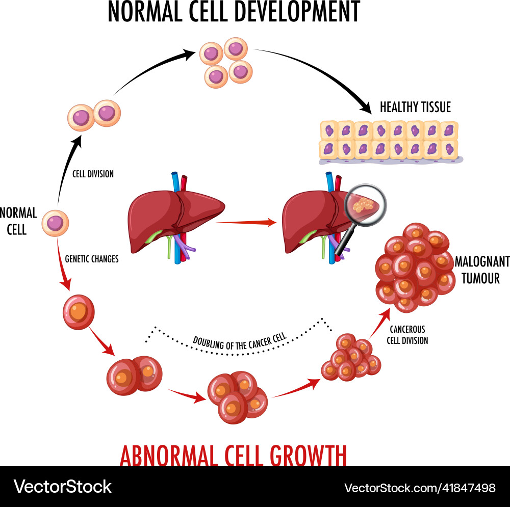 Cancer Cells And Normal Cells Diagram