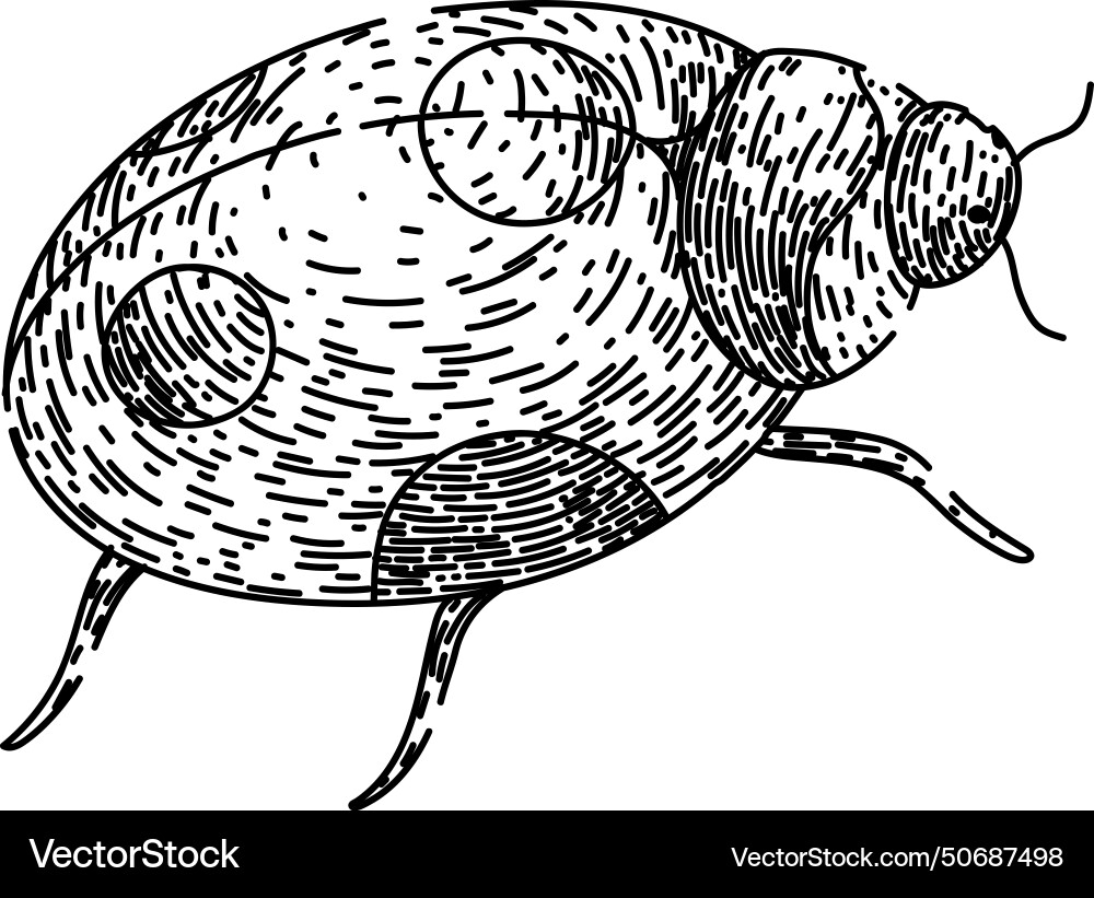 Lady Ladybug Sketch Hand Drawn Royalty Free Vector Image