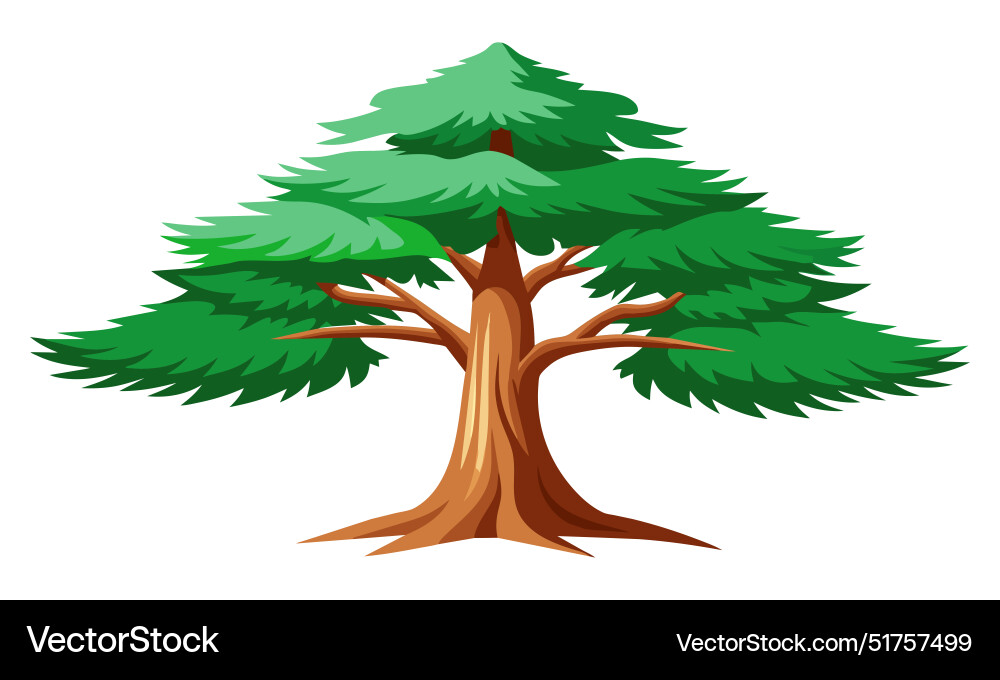 Cedar tree outline isolated flat on white Vector Image