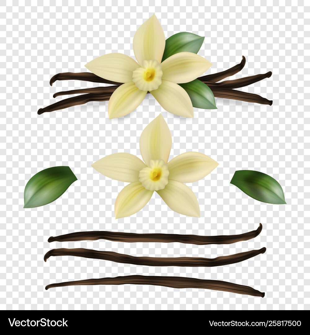 3d realistic sweet scented fresh vanilla Vector Image