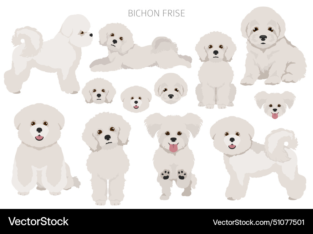 Bichon Frise Clipart Different Coat Colors Vector Image