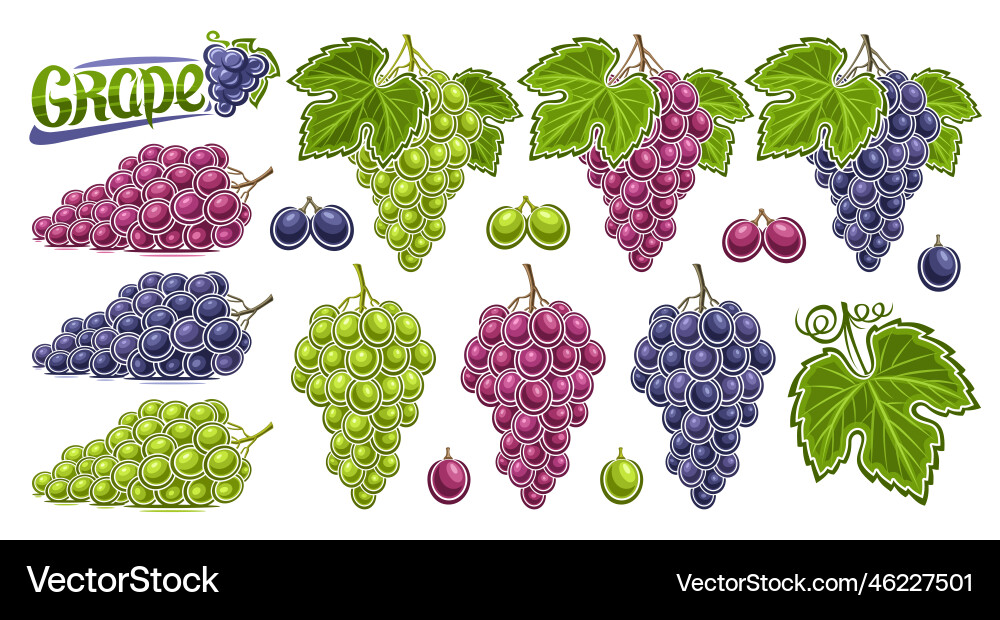 Grapevine Icon Two Vector Images (60)