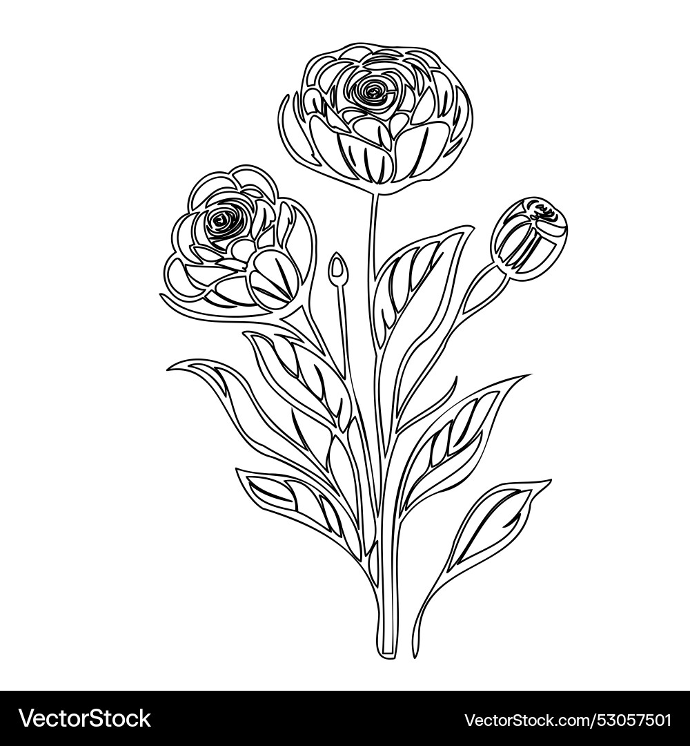 Ranunculus flower plant sketch outline Royalty Free Vector