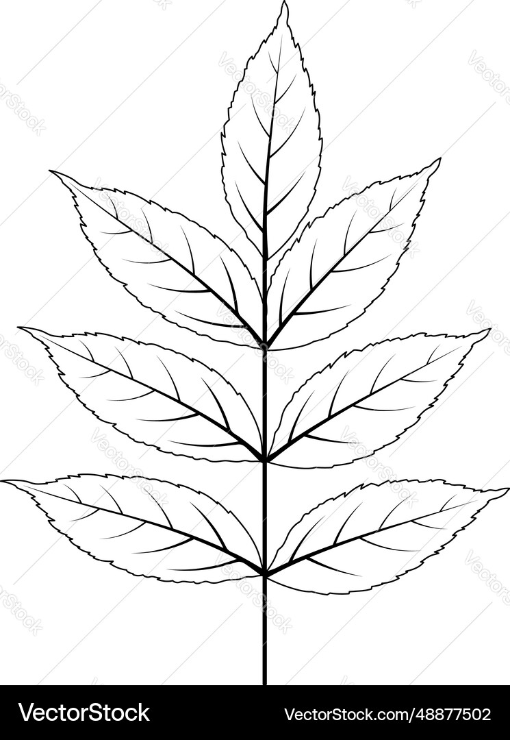 Ash-tree leaf Royalty Free Vector Image - VectorStock