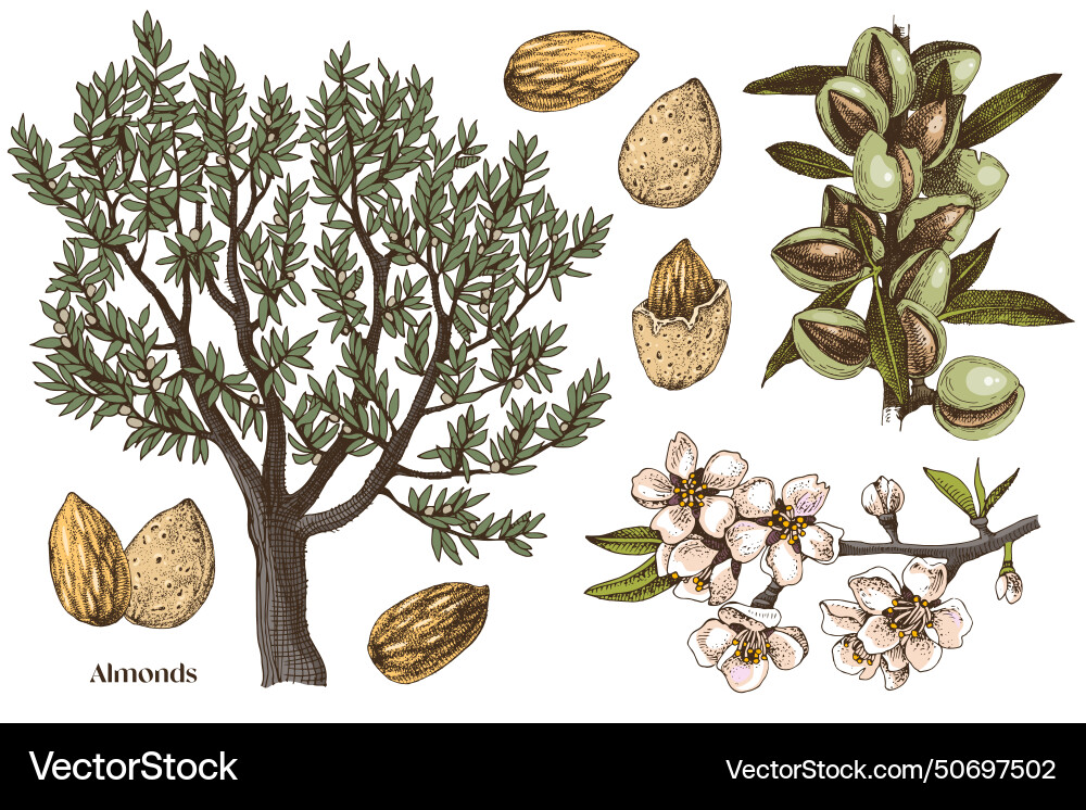 Hand drawn almonds set Royalty Free Vector Image