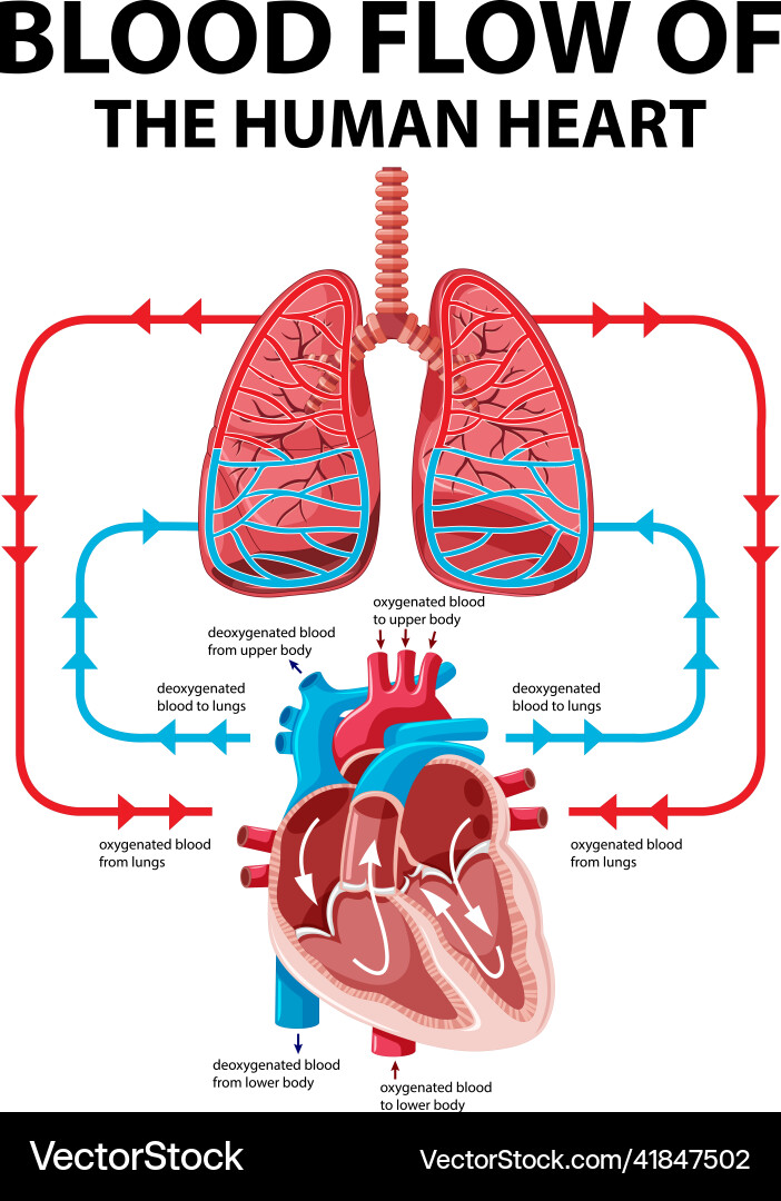 Human Heart Blood Flow Diagram Royalty Free Vector Image