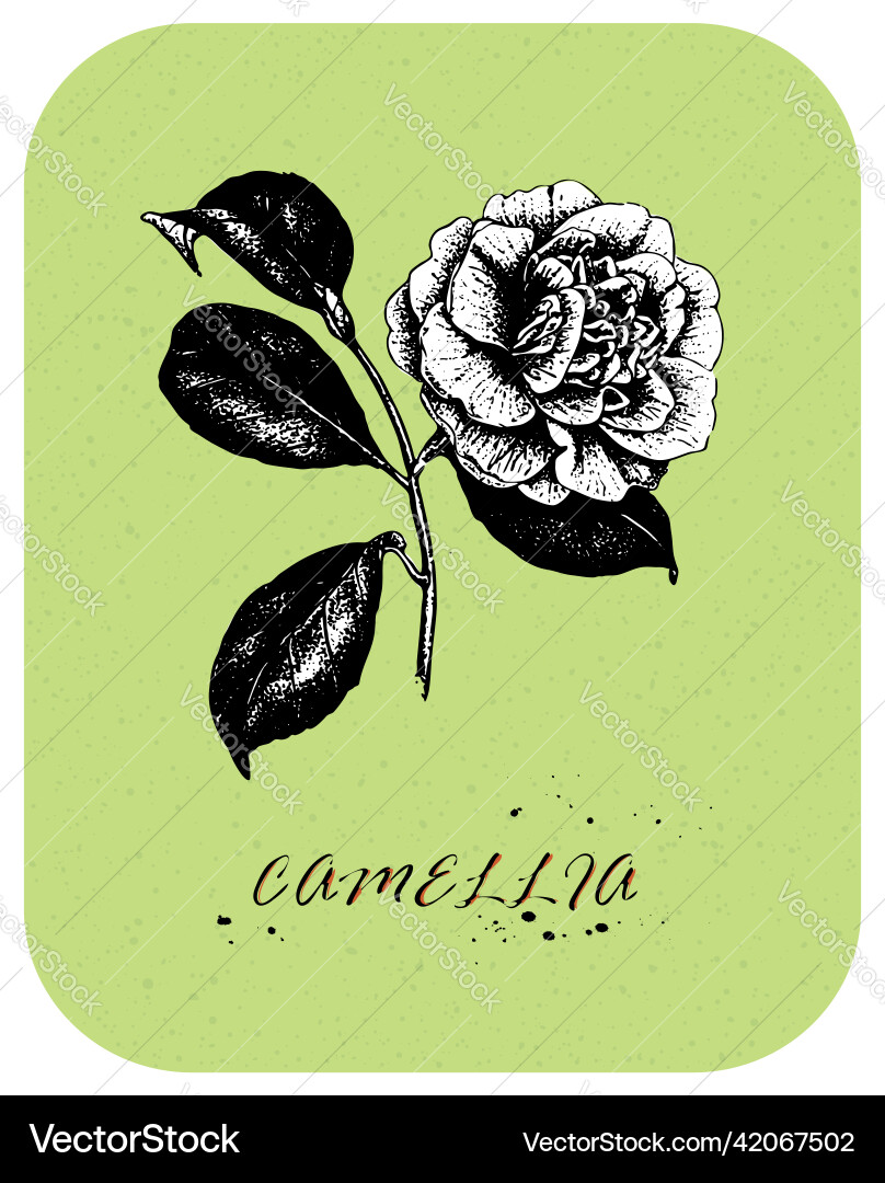 Tea rose 3 Royalty Free Vector Image - VectorStock