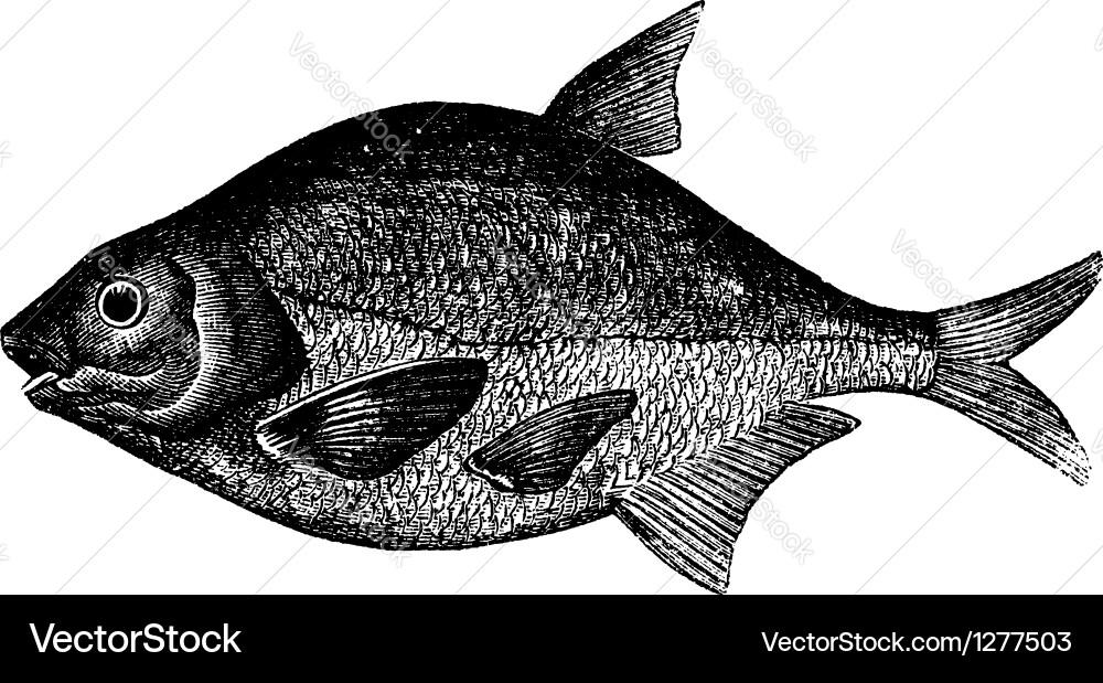 Freshwater fish engraving Royalty Free Vector Image