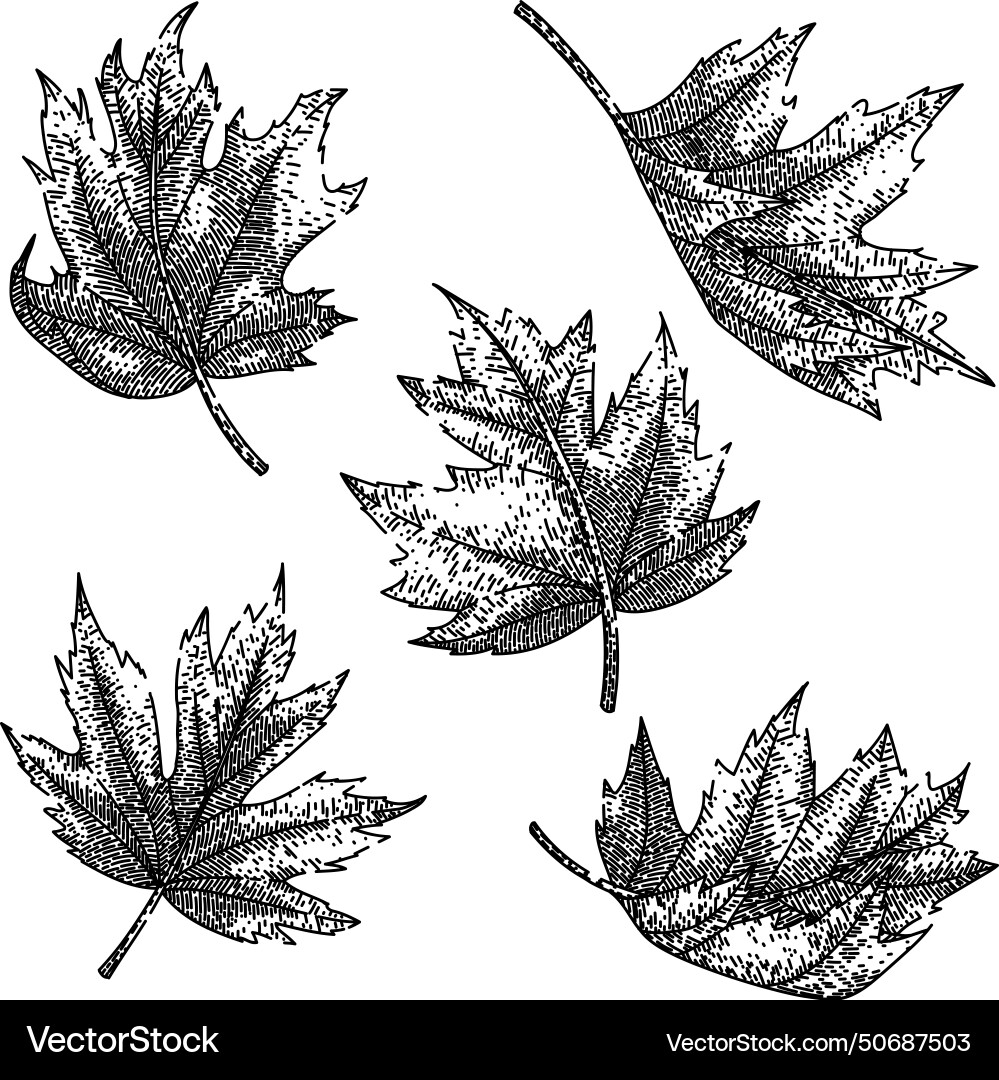 Maple leaf set sketch hand drawn Royalty Free Vector Image