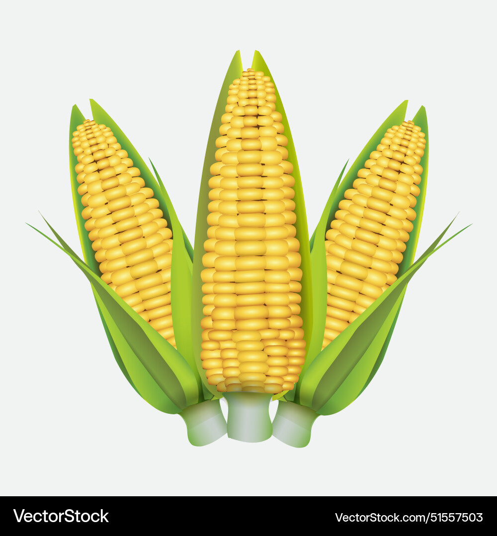 Sweetcorn Royalty Free Vector Image - VectorStock