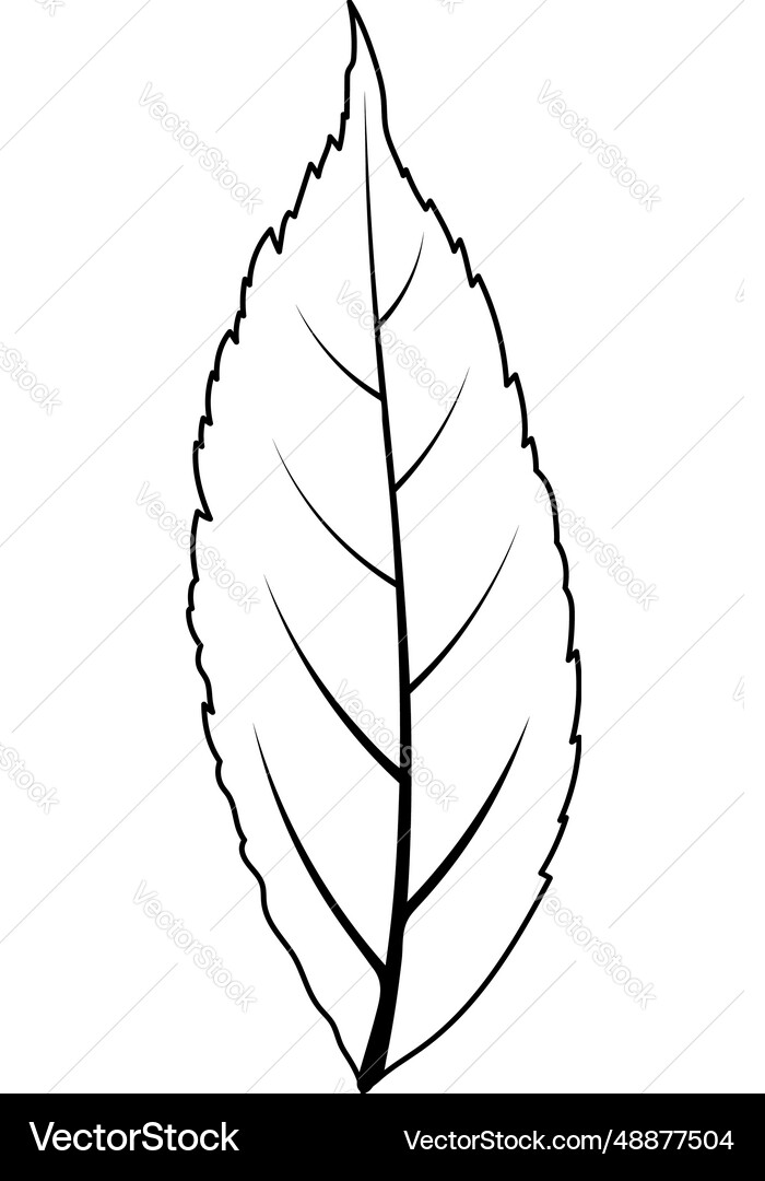 Ash-tree leaf Royalty Free Vector Image - VectorStock