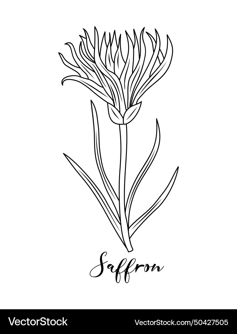 Saffron flower line art herbs and spices Vector Image