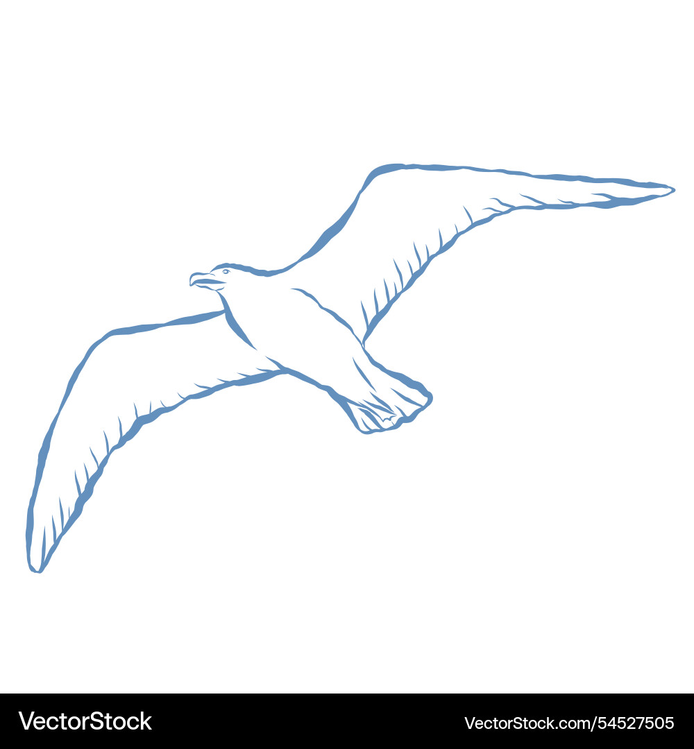 Seagull graphic Royalty Free Vector Image - VectorStock