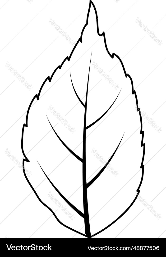 Ash-tree leaf Royalty Free Vector Image - VectorStock