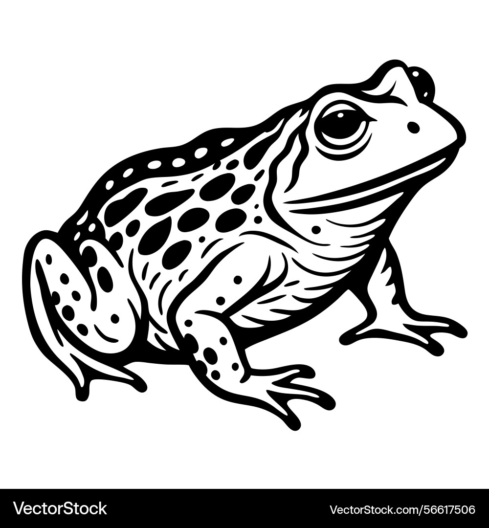 Golden toad white background Royalty Free Vector Image