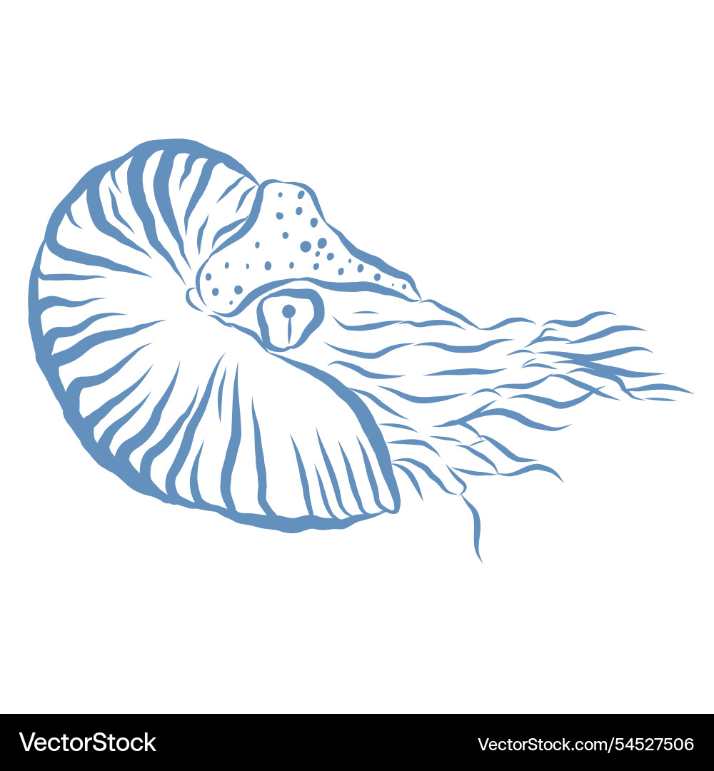 Nautilus graphic Royalty Free Vector Image - VectorStock
