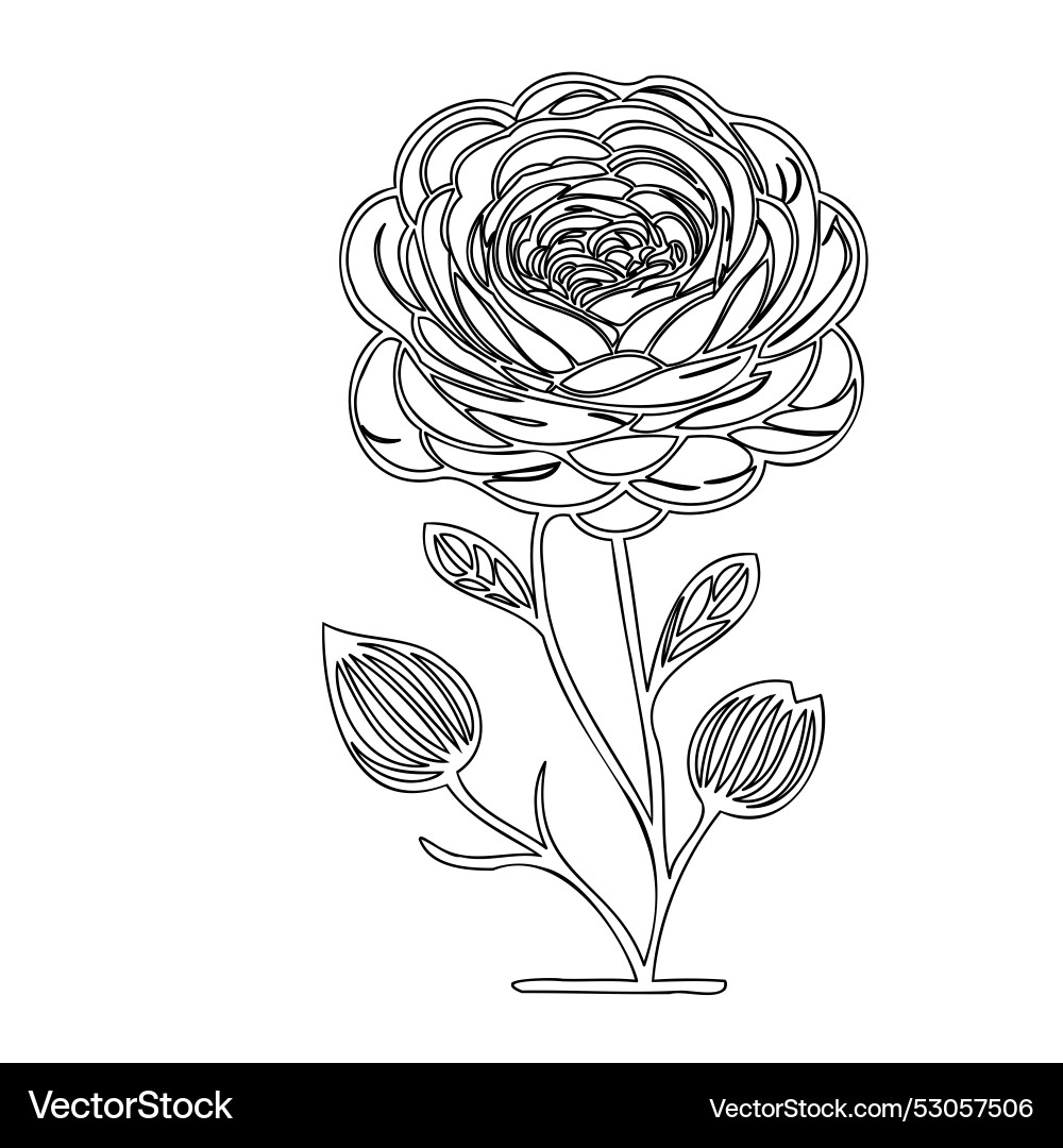 Ranunculus flower plant sketch outline Royalty Free Vector