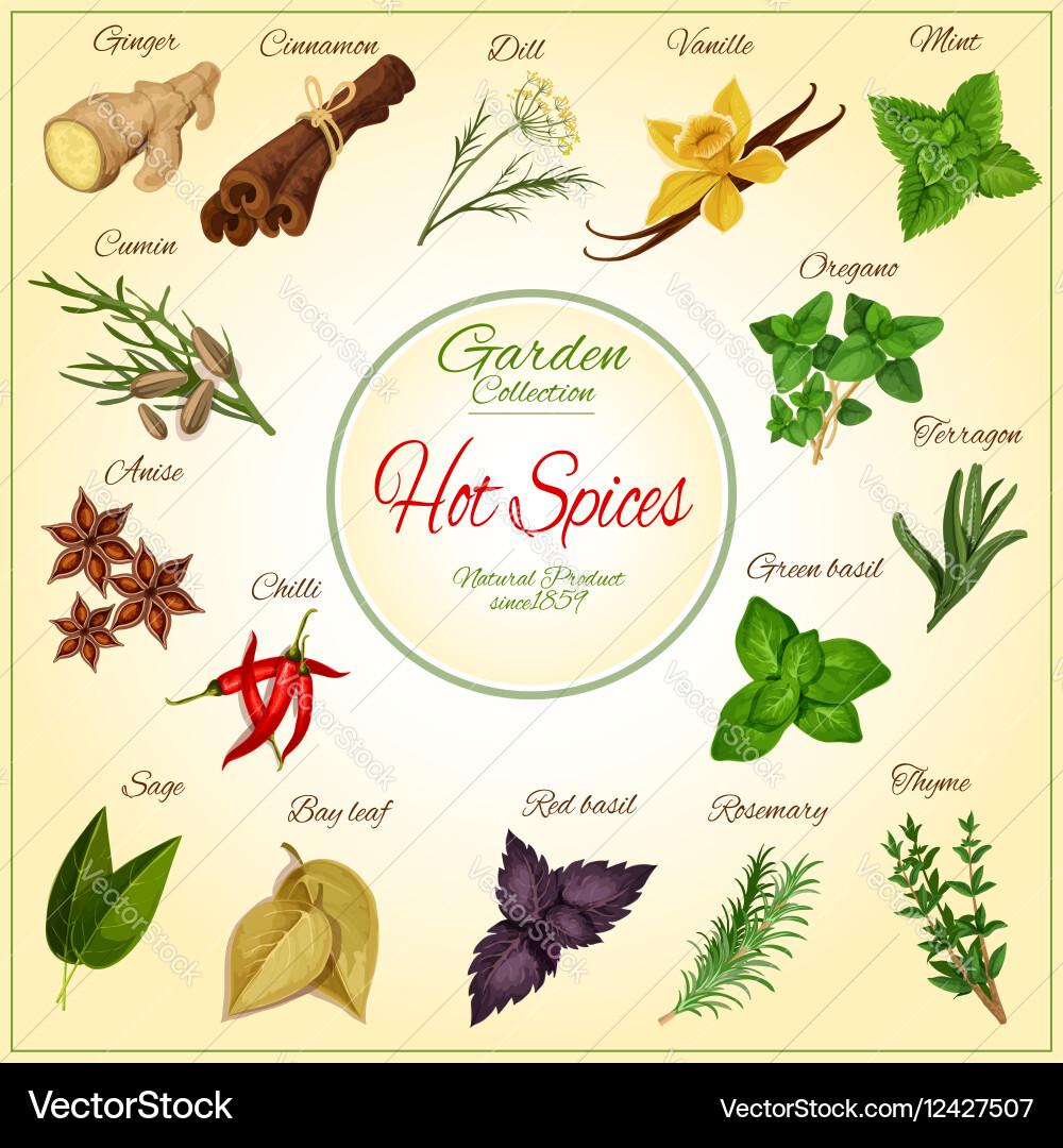 Herbs and hot spices poster Royalty Free Vector Image