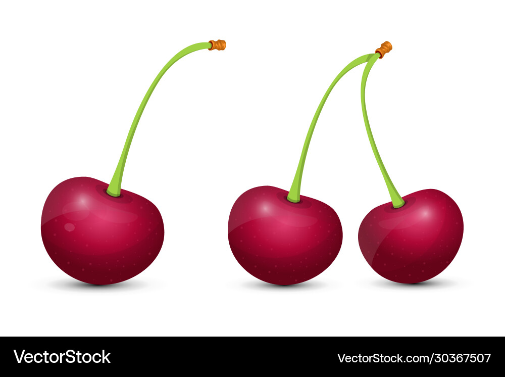 Realistic cherry Royalty Free Vector Image - VectorStock