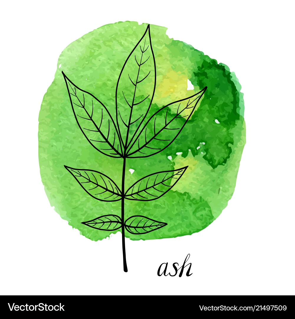 Leaf of ash tree Royalty Free Vector Image - VectorStock