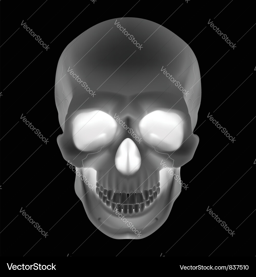 Human skull Royalty Free Vector Image - VectorStock