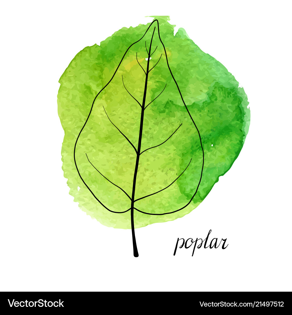 Leaf of poplar tree Royalty Free Vector Image - VectorStock