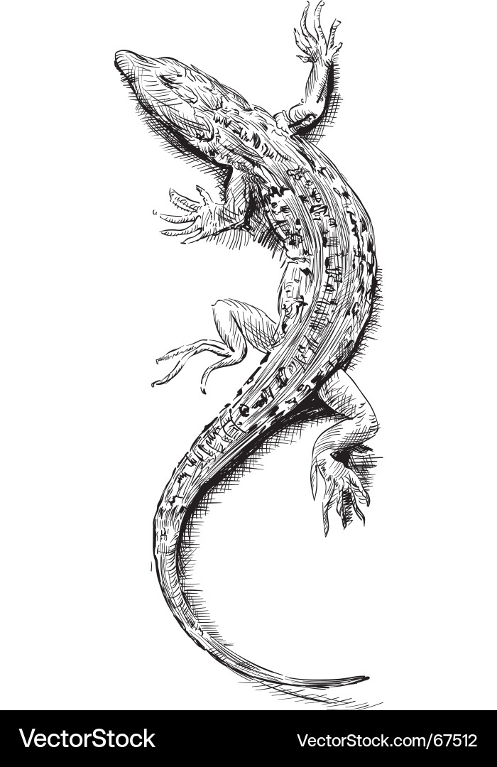 Lizard sketch Royalty Free Vector Image - VectorStock