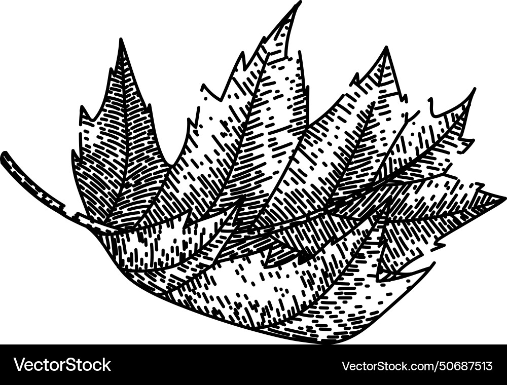 Leaves maple leaf sketch hand drawn Royalty Free Vector