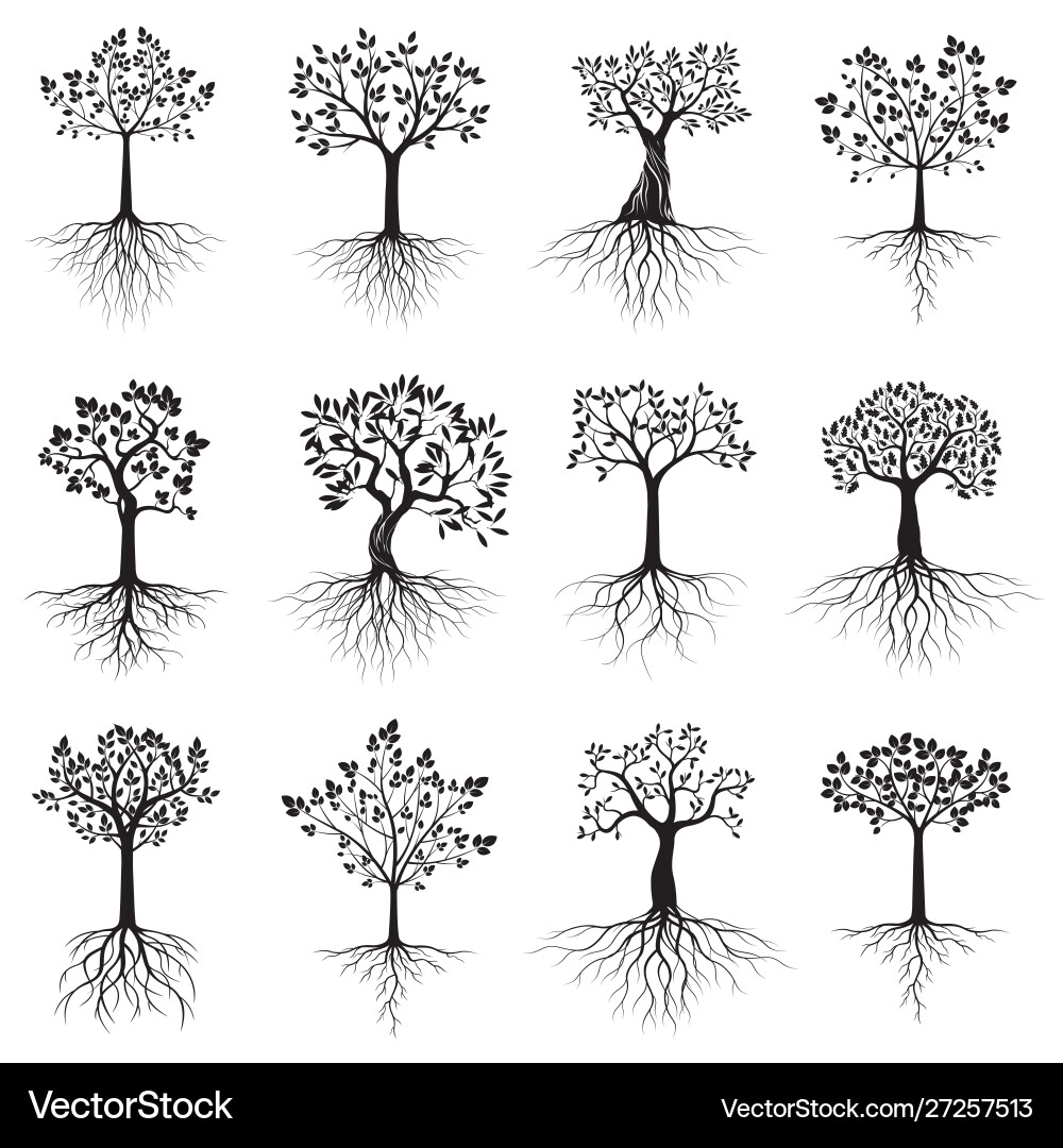 Set trees with roots on white background Vector Image
