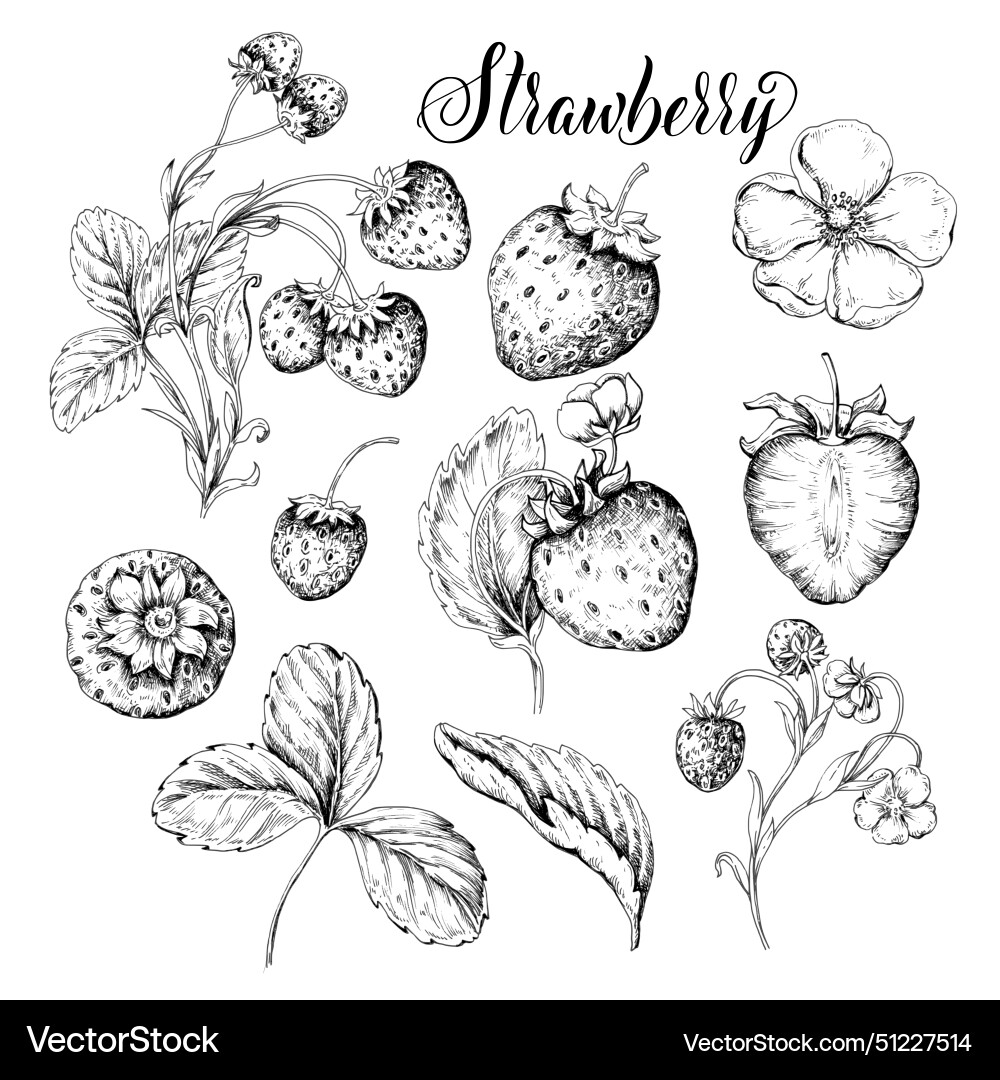 Strawberry sketch Royalty Free Vector Image - VectorStock