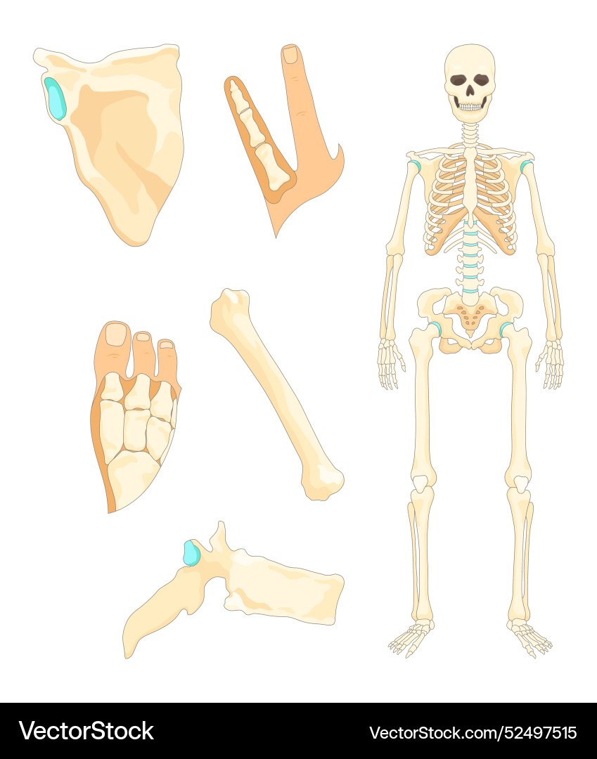 Bones type skeleton educational anatomical Vector Image
