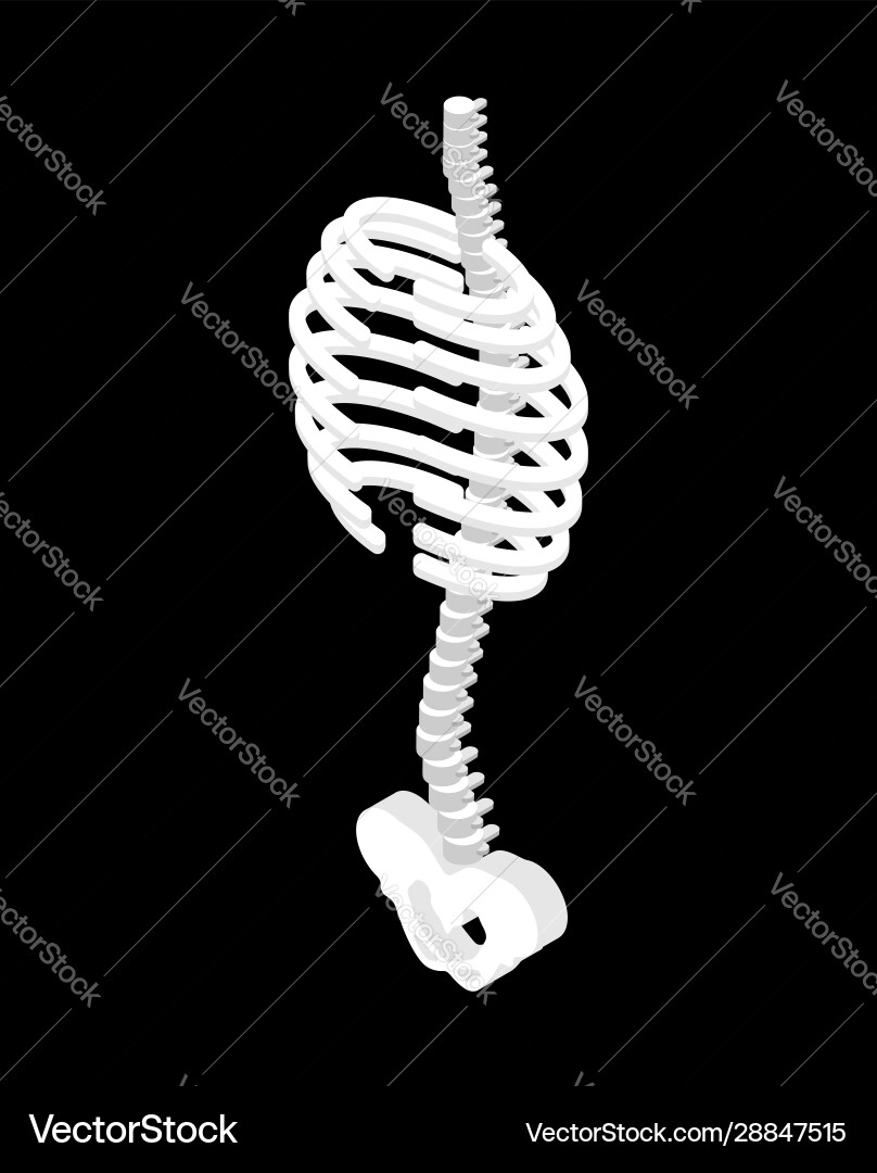 Rib cage and spinal pelvic bone isometric style Vector Image