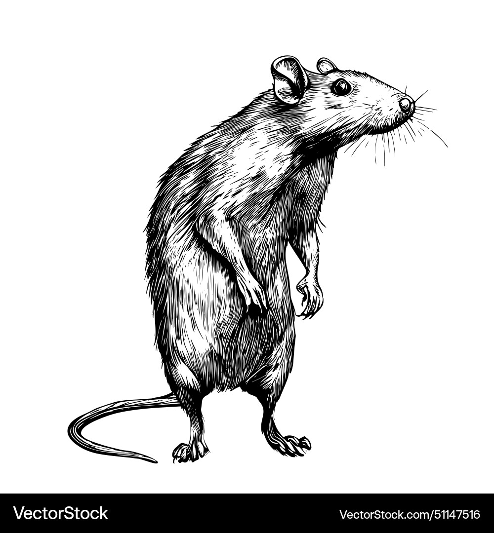 Rat animal sketch hand drawn sketch Royalty Free Vector