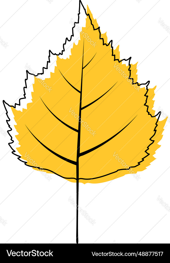 Birch tree leaf Royalty Free Vector Image - VectorStock