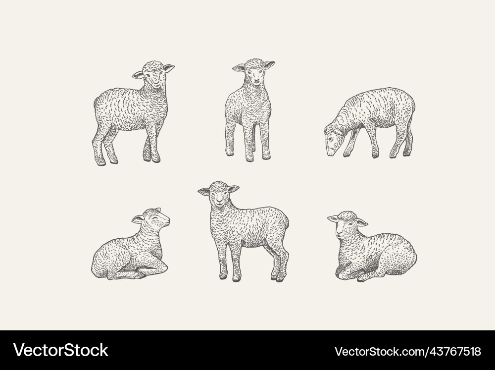 Lamb Vector Images (over 40,000)