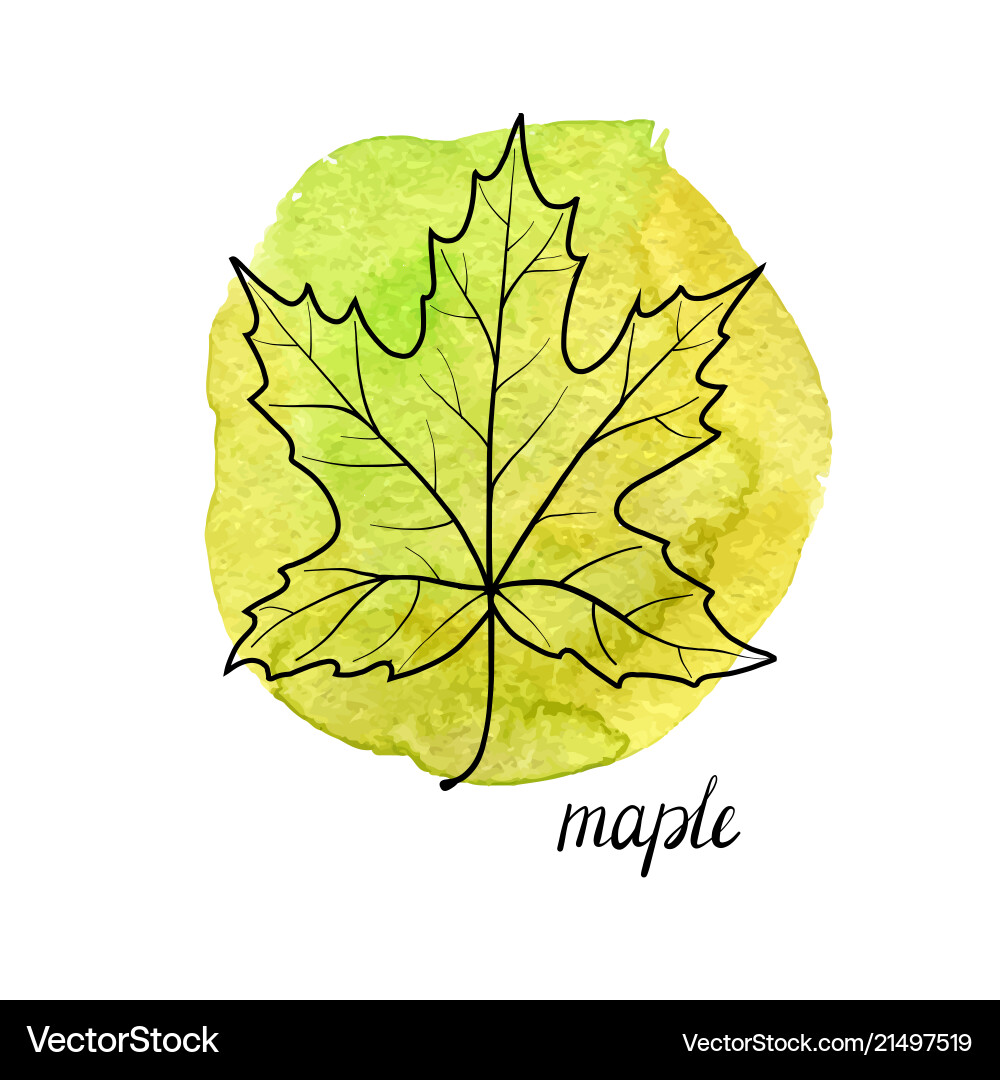 Leaf of maple tree Royalty Free Vector Image - VectorStock
