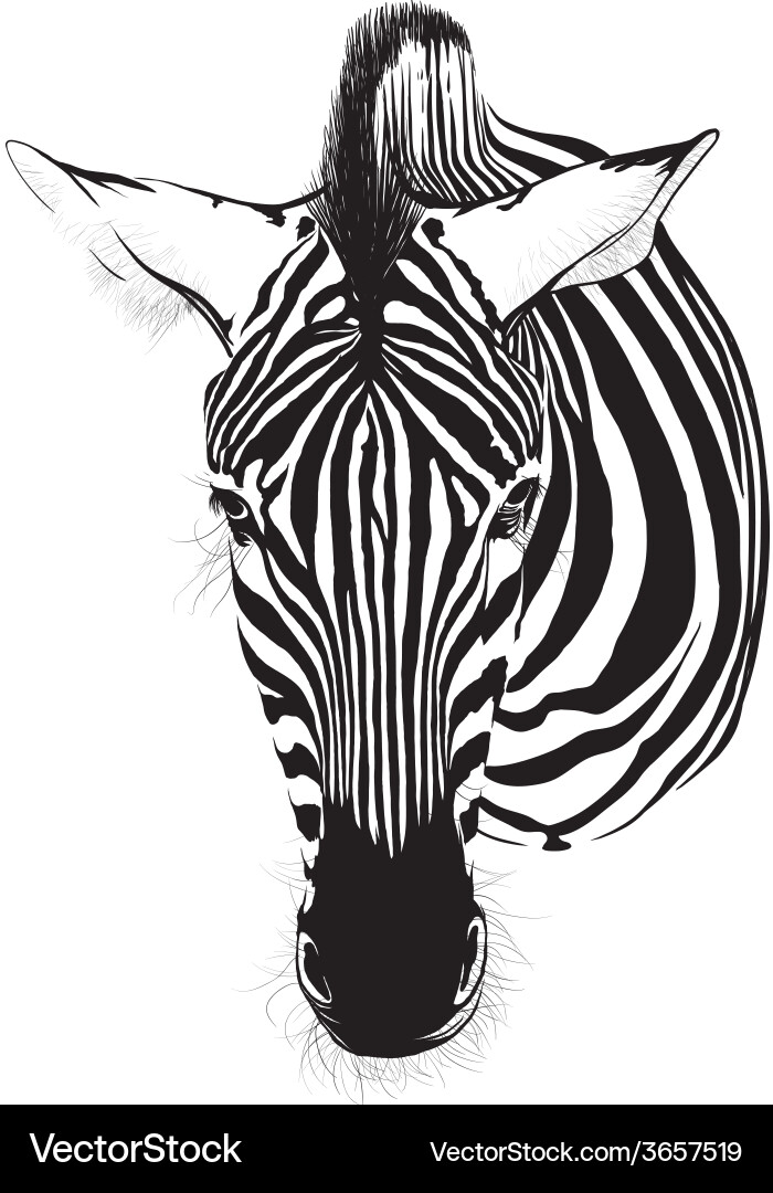 Zebra Royalty Free Vector Image - VectorStock