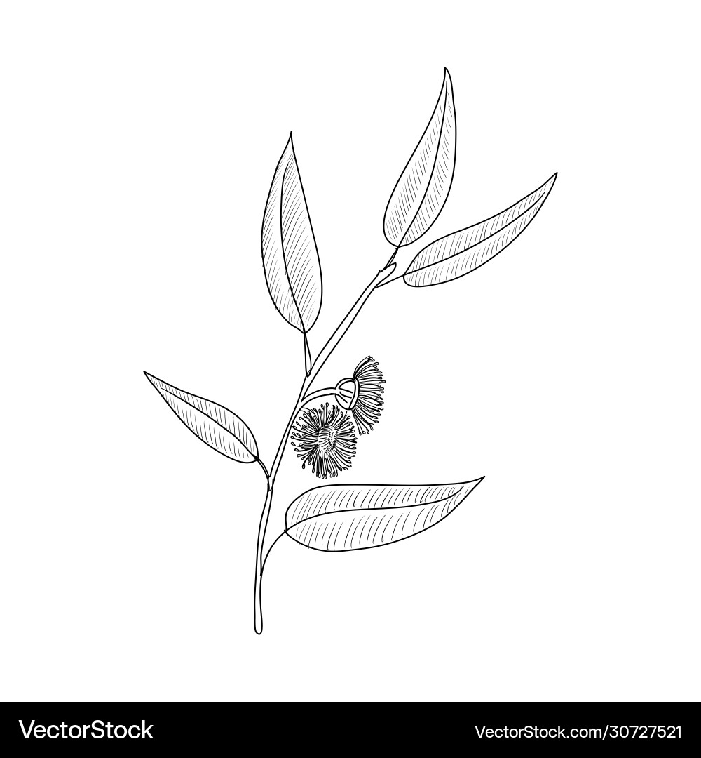 Drawing eucalyptus Royalty Free Vector Image - VectorStock