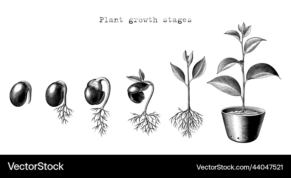 Growth step of plant converted Royalty Free Vector Image