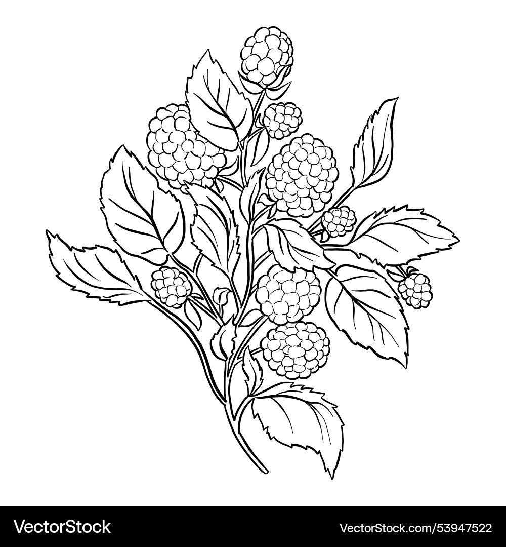 Blackberry Outline Vector Images (over 2,600)