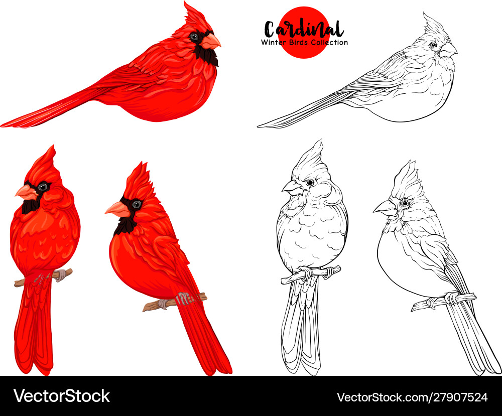 Cardinal birds - a symbol christmas Royalty Free Vector