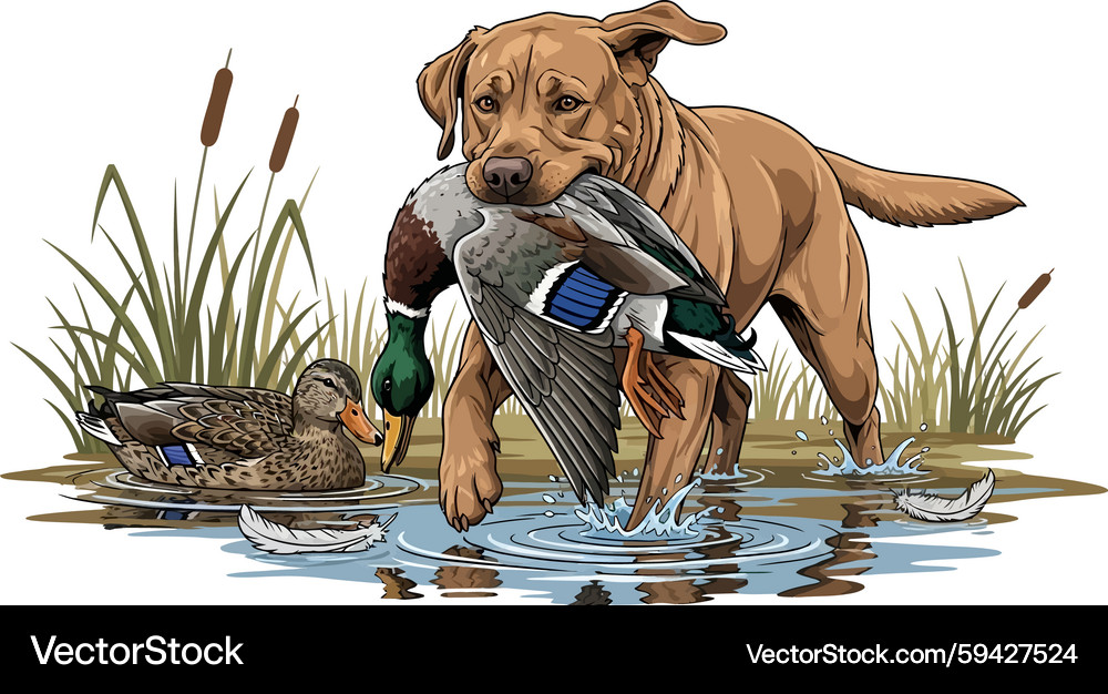 Labrador Retriever with Duck Royalty Free Vector Image