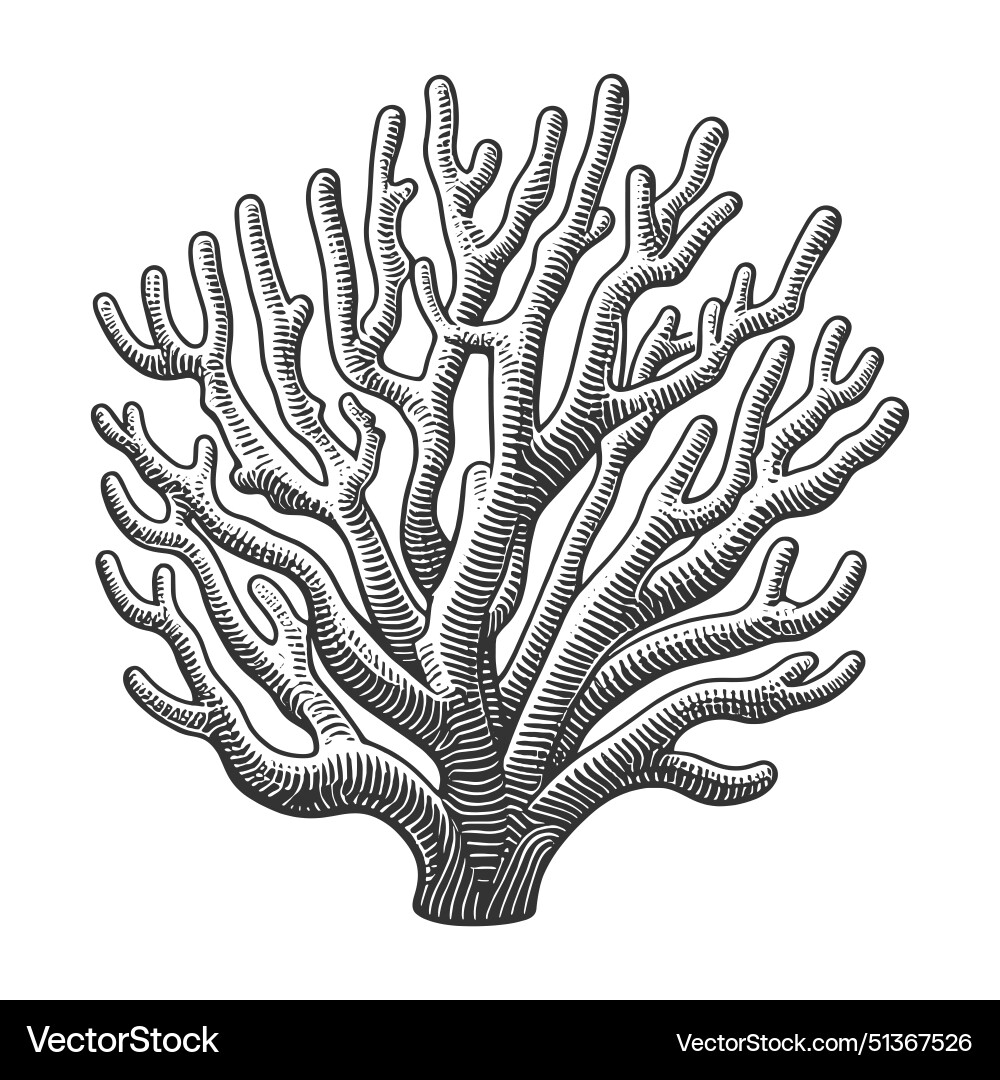 Coral branch engraving sketch Royalty Free Vector Image