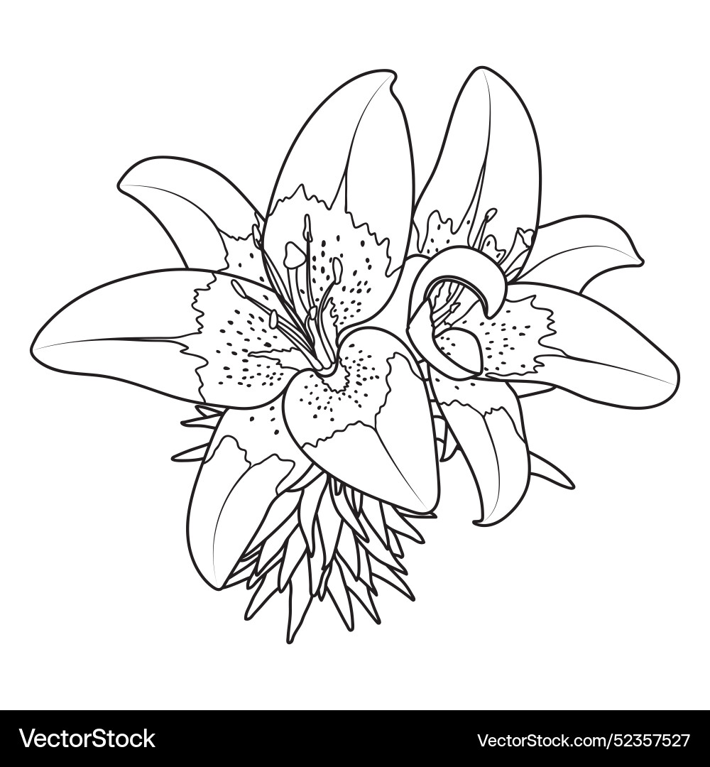 Outline stargazer oriental lily flower Royalty Free Vector
