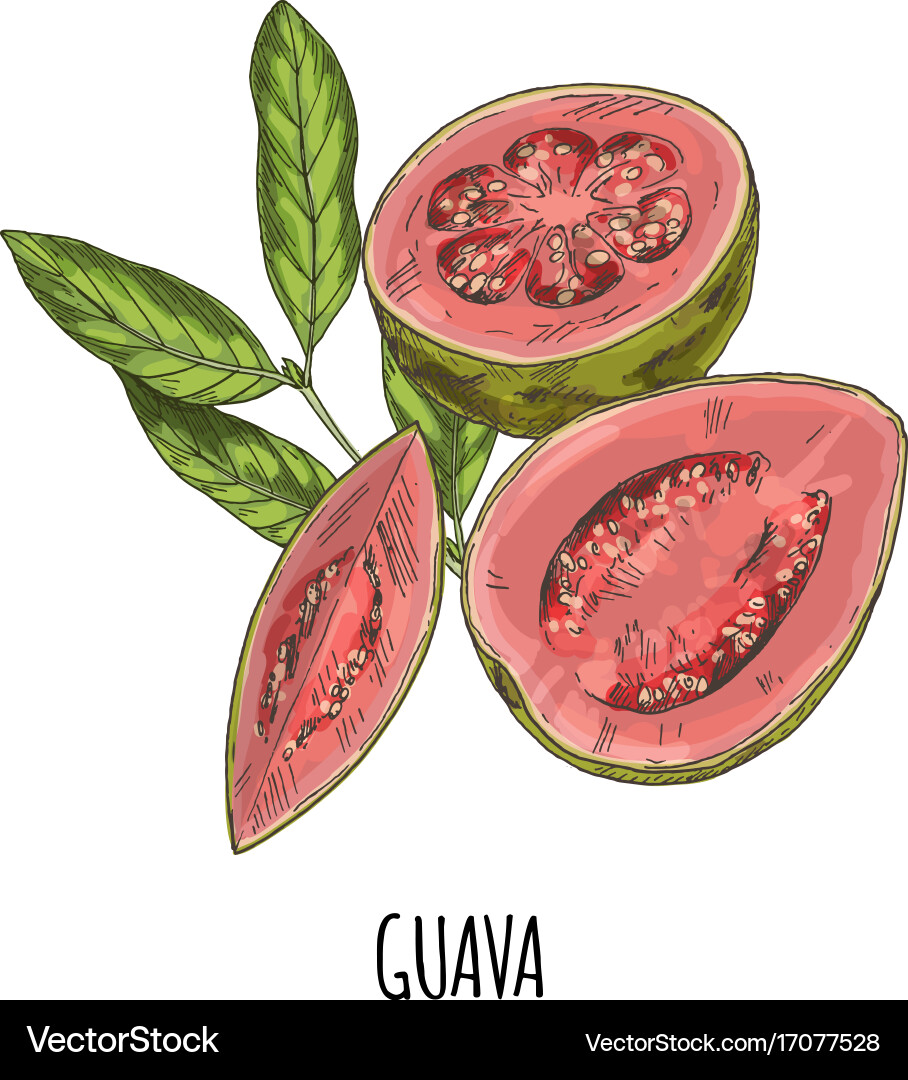Guava full color realistic hand drawn Royalty Free Vector