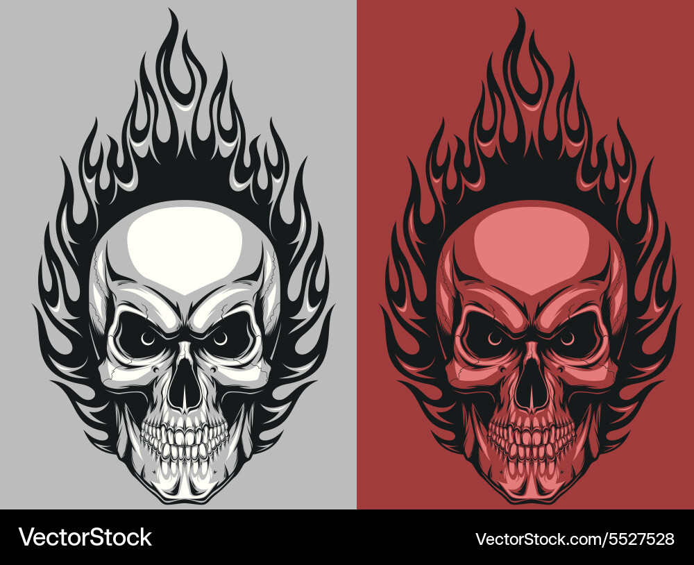 Human skull Royalty Free Vector Image - VectorStock