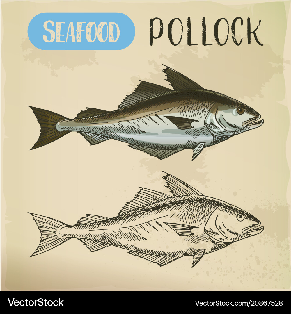 Pollock fish side view sketch Royalty Free Vector Image