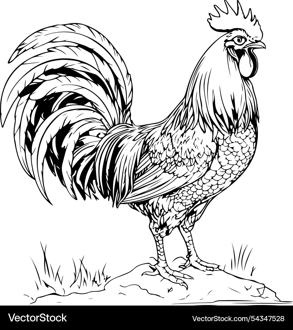 Rooster line drawing silhouette Royalty Free Vector Image